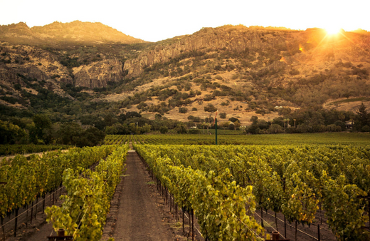 Stags’ Leap Winery Recognized by Honest Brand Reviews – Stags' Leap Winery